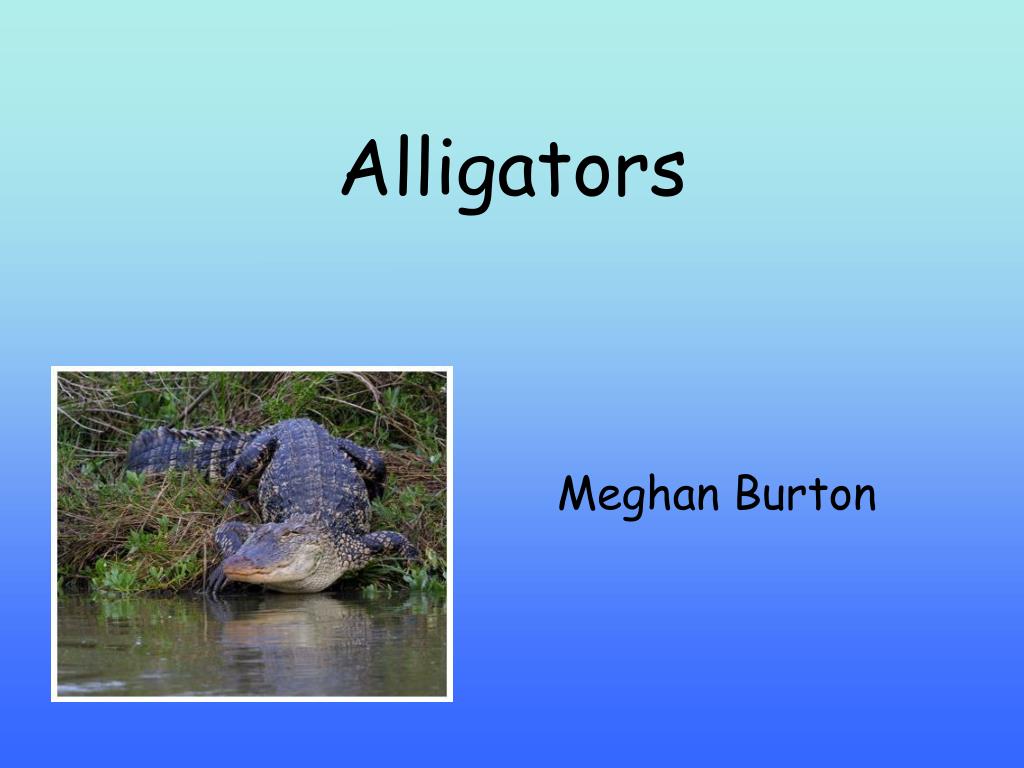 PPT - Alligators PowerPoint Presentation, free download - ID:100492