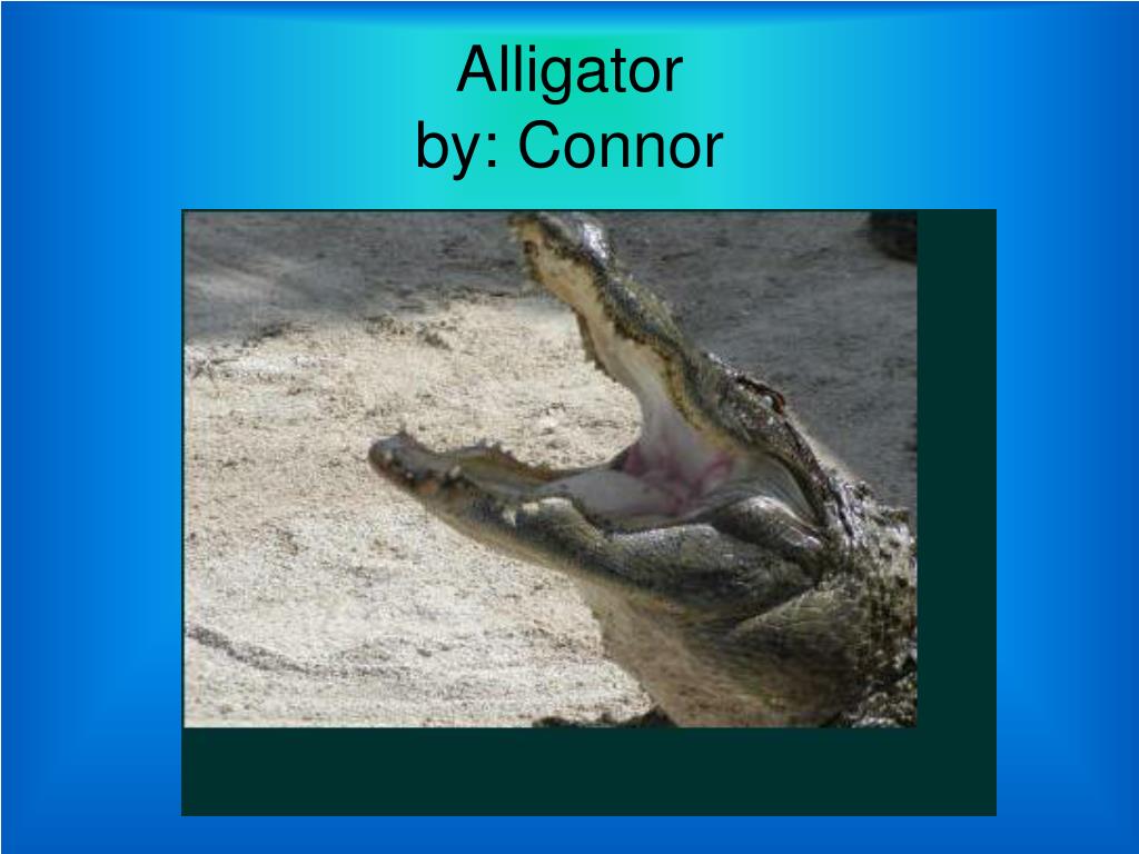 PPT - Alligator by: Connor PowerPoint Presentation, free download - ID ...