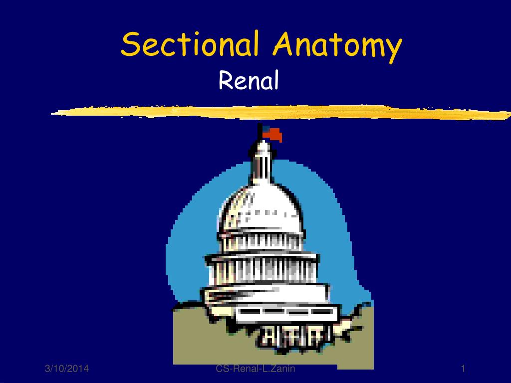 PPT - Sectional Anatomy PowerPoint Presentation, free download - ID:101056