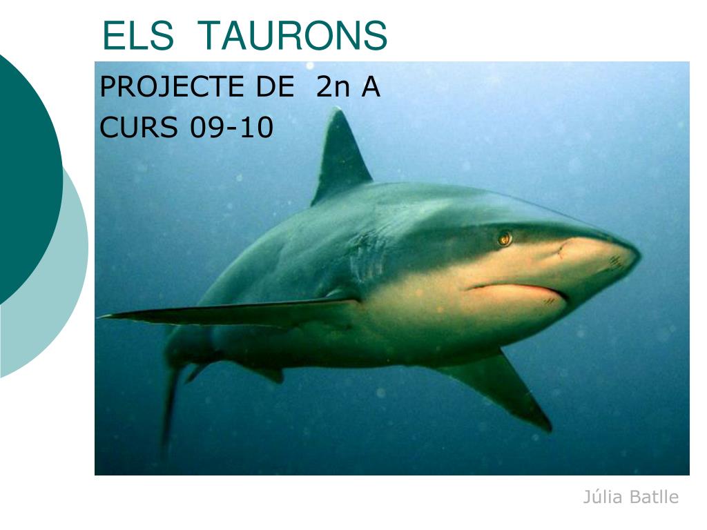 PPT - ELS TAURONS PowerPoint Presentation, free download - ID:1014497