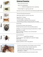 PPT - External Parasites PowerPoint Presentation, free download - ID:109603