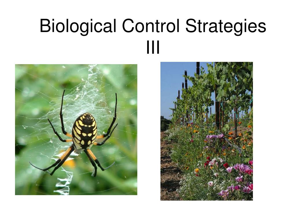 PPT - Biological Control Strategies III PowerPoint Presentation, free ...