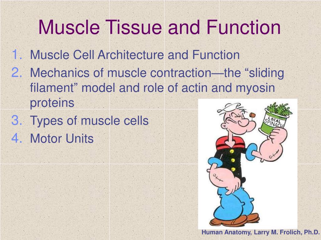 PPT - Muscle Tissue and Function PowerPoint Presentation, free download ...