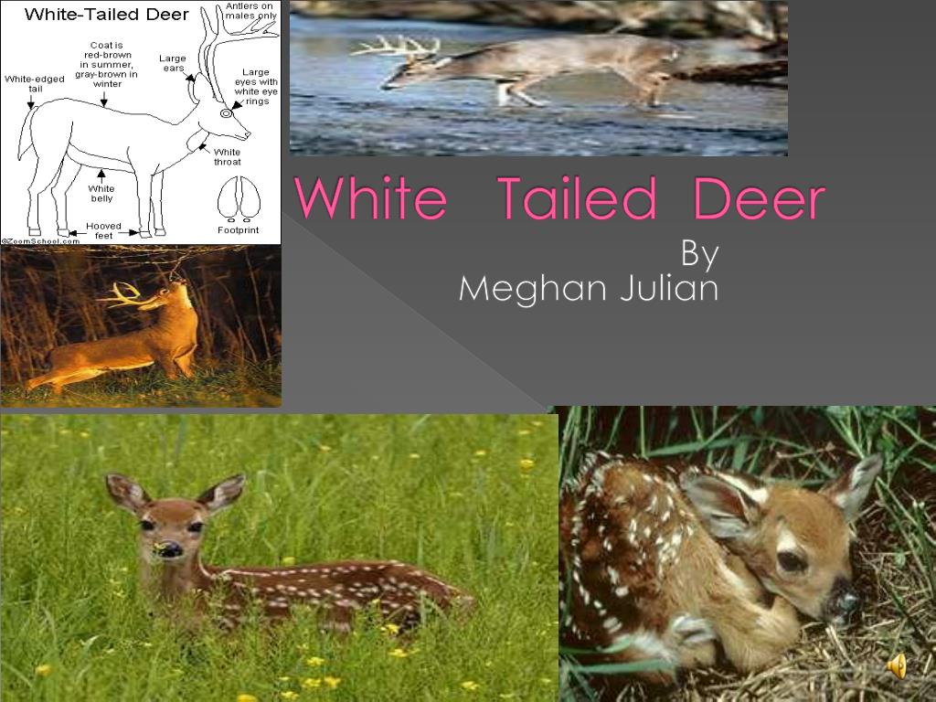 PPT - White Tailed Deer PowerPoint Presentation, free download - ID:1031032