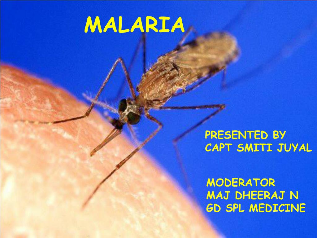 PPT - MALARIA PowerPoint Presentation, free download - ID:1031454