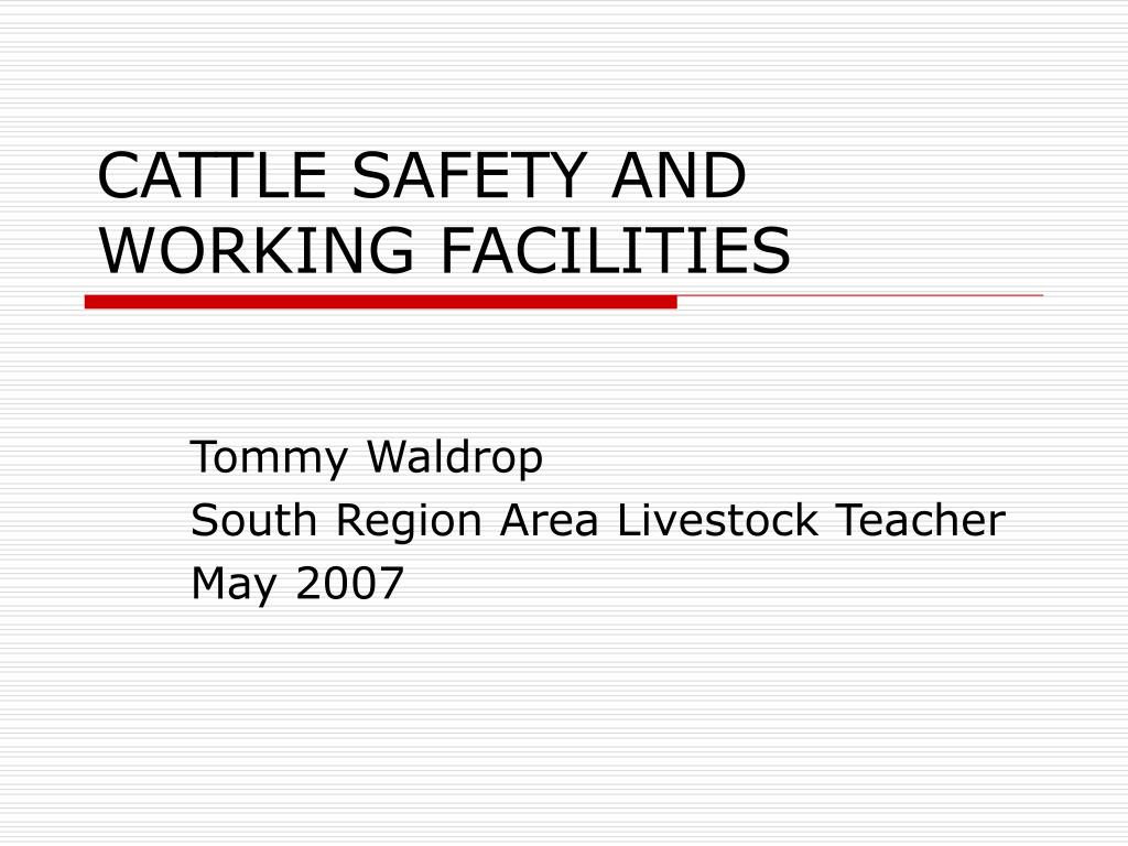 PPT - CATTLE SAFETY AND WORKING FACILITIES PowerPoint Presentation ...