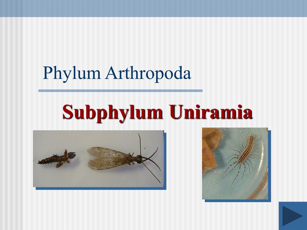 PPT - Phylum Arthropoda PowerPoint Presentation, free download - ID:103606