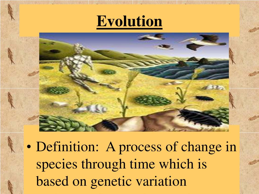 PPT - Evolution PowerPoint Presentation, free download - ID:1036590
