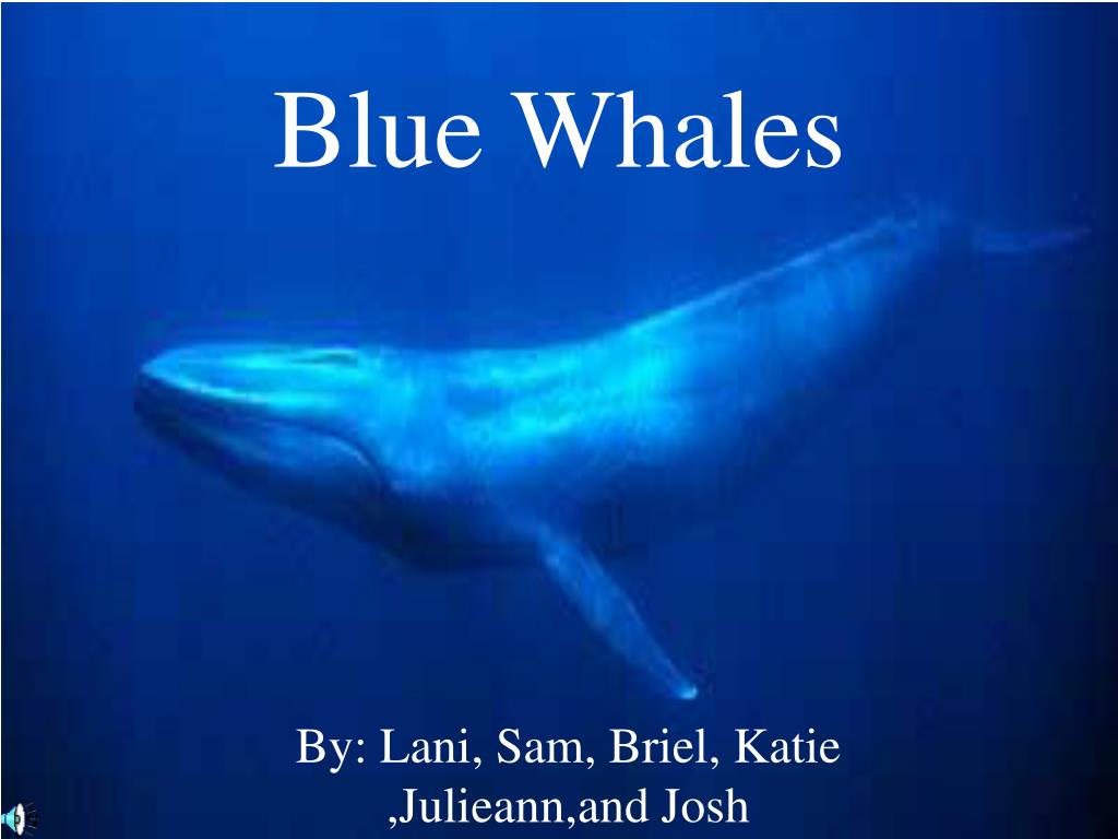PPT - Blue Whales PowerPoint Presentation, free download - ID:1041373