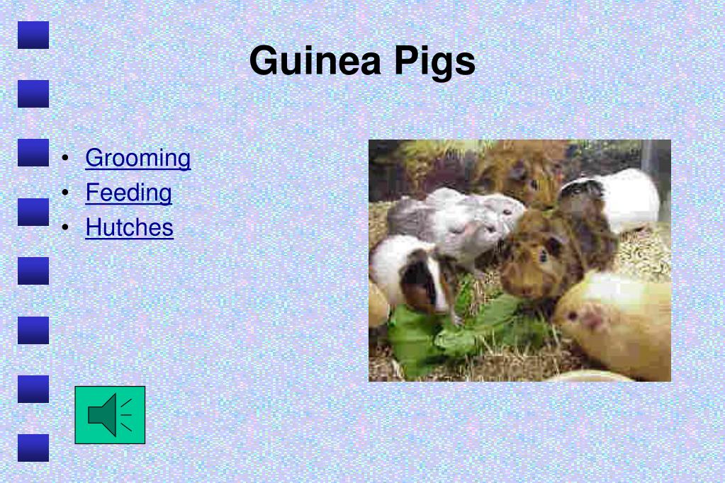 PPT - Guinea Pigs PowerPoint Presentation, free download - ID:1042282