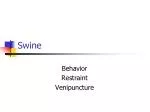 PPT - Swine Management PowerPoint Presentation, free download - ID:5649689