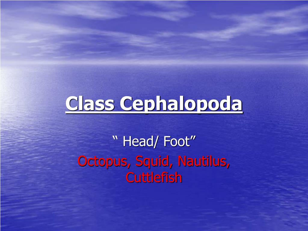 PPT - Class Cephalopoda PowerPoint Presentation, free download - ID:1048255