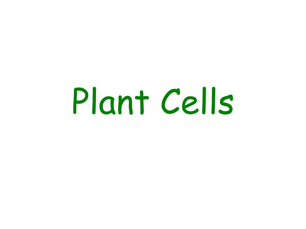 PPT - Plant Cells PowerPoint Presentation, free download - ID:1049849
