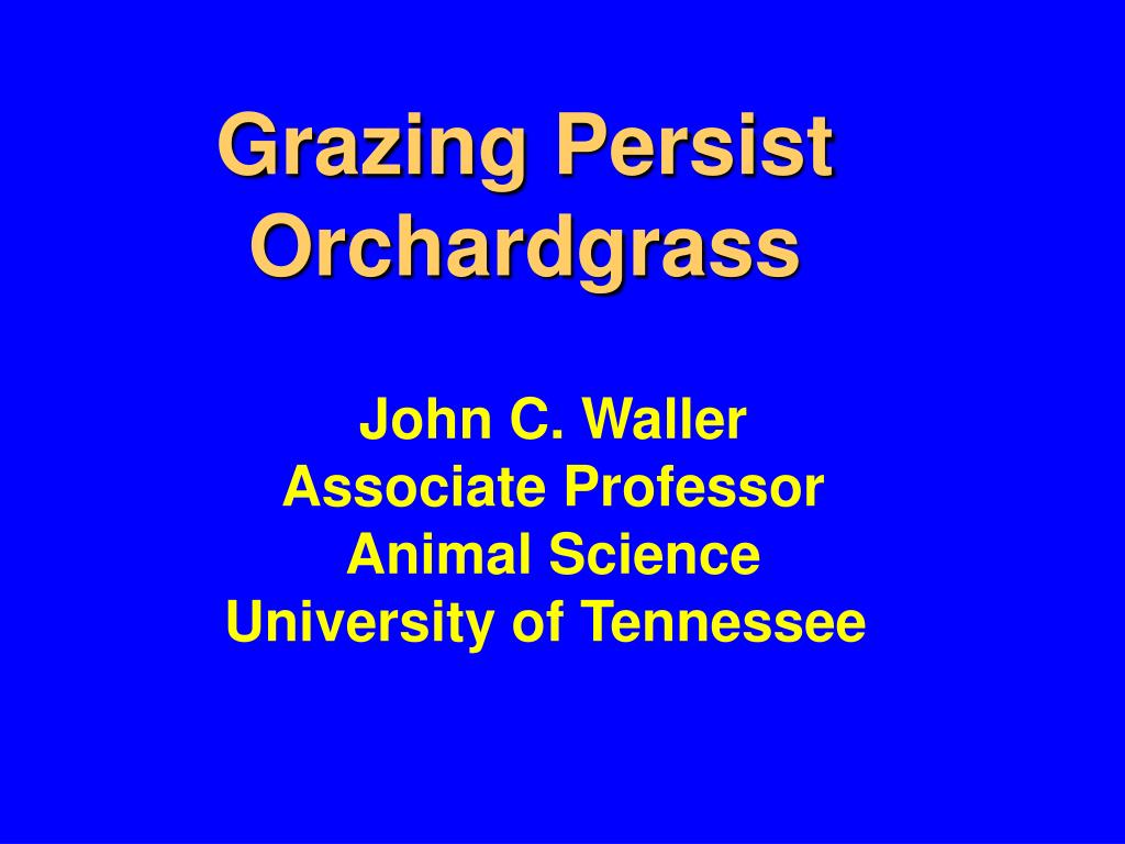 PPT - Grazing Persist Orchardgrass PowerPoint Presentation, free ...