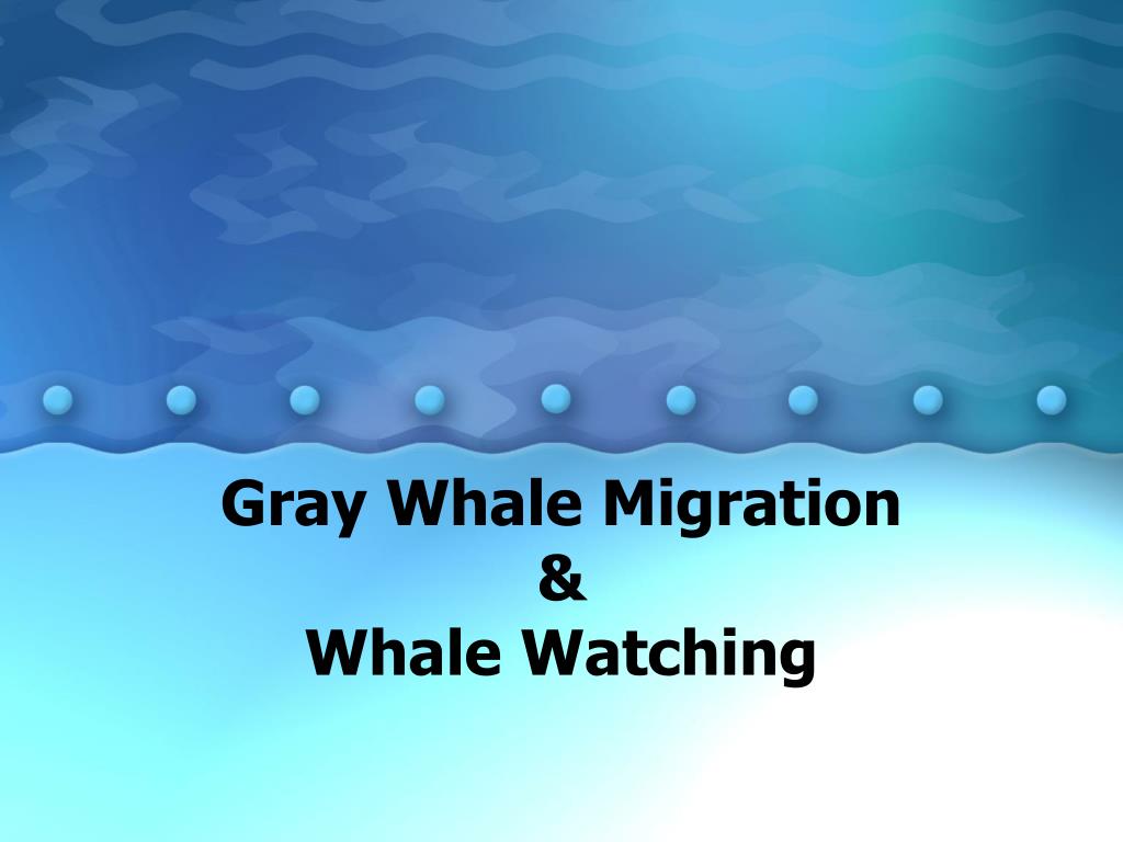PPT - Gray Whale Migration & Whale Watching PowerPoint Presentation ...