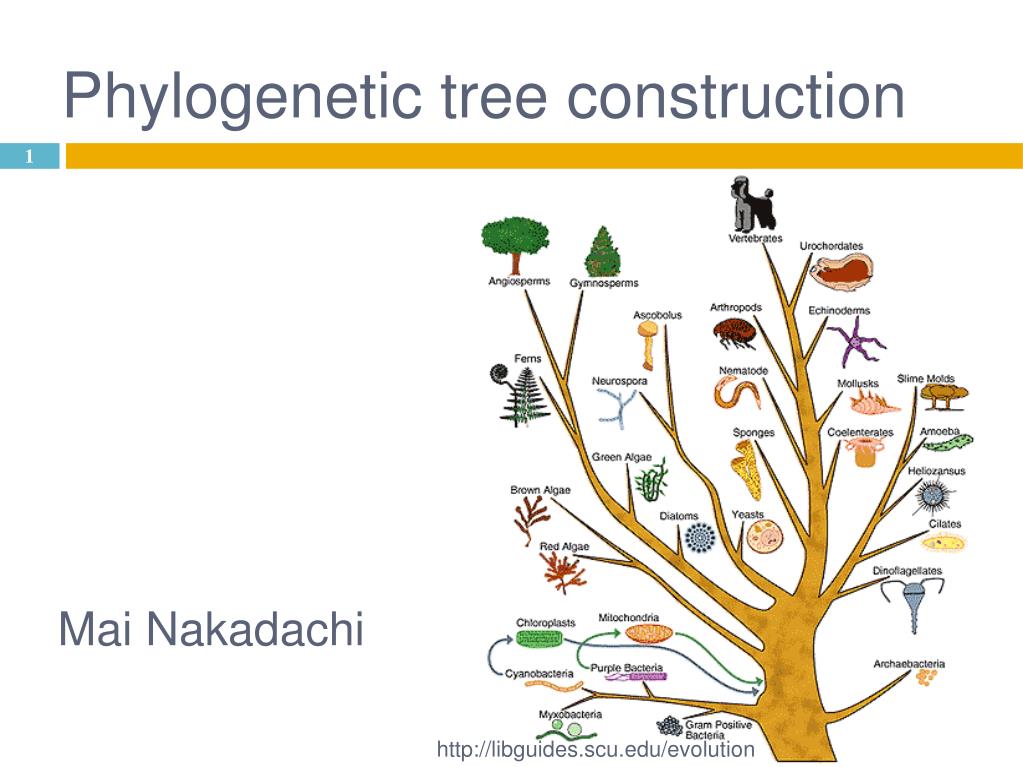 PPT - Phylogenetic tree construction PowerPoint Presentation, free ...