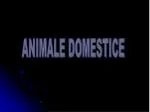 PPT - ANIMALE DOMESTICE PowerPoint Presentation, free download - ID:4479867