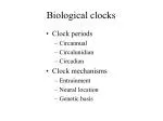 PPT - Biological clocks PowerPoint Presentation, free download - ID:306255