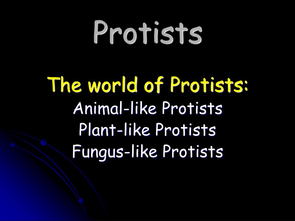 PPT - Protists PowerPoint Presentation, free download - ID:1069390