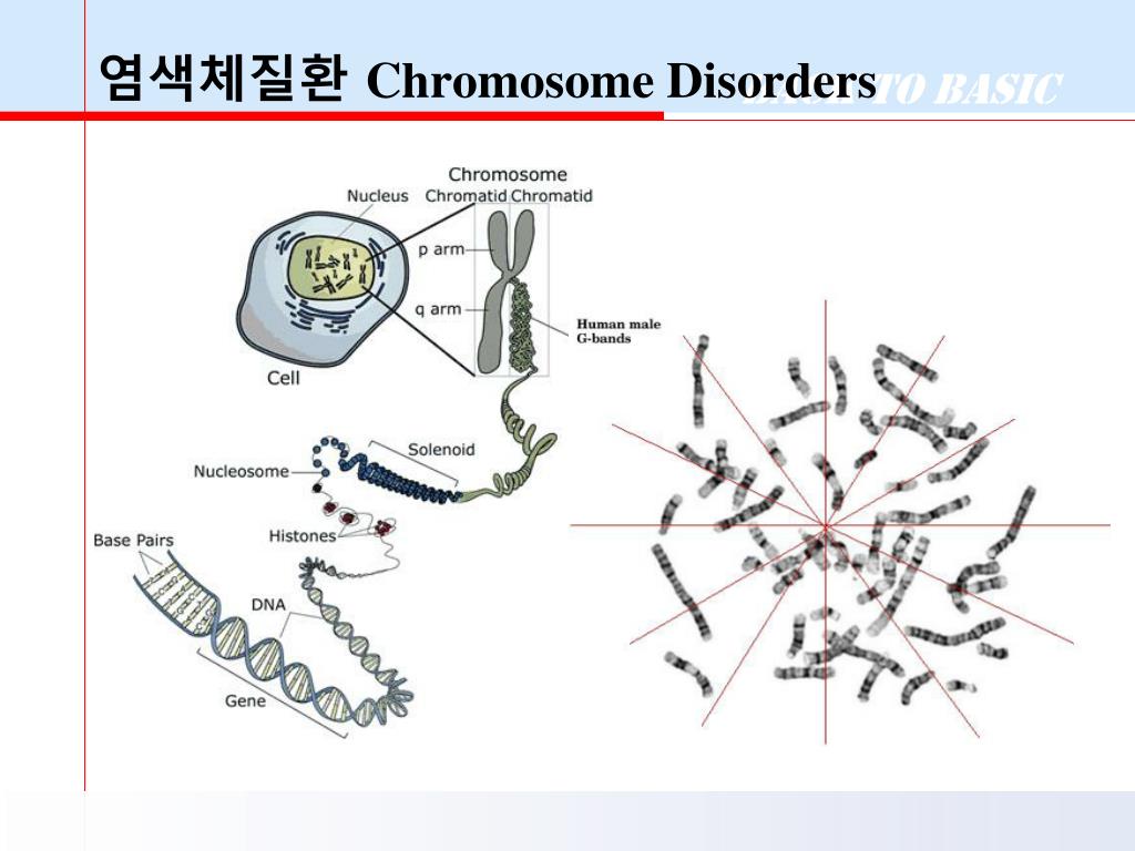PPT - Understanding Chromosome Disorders and Genetic Abnormalities ...