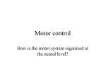 PPT - Motor Control PowerPoint Presentation, free download - ID:9238418