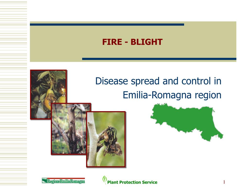 PPT - FIRE - BLIGHT PowerPoint Presentation, free download - ID:1070610