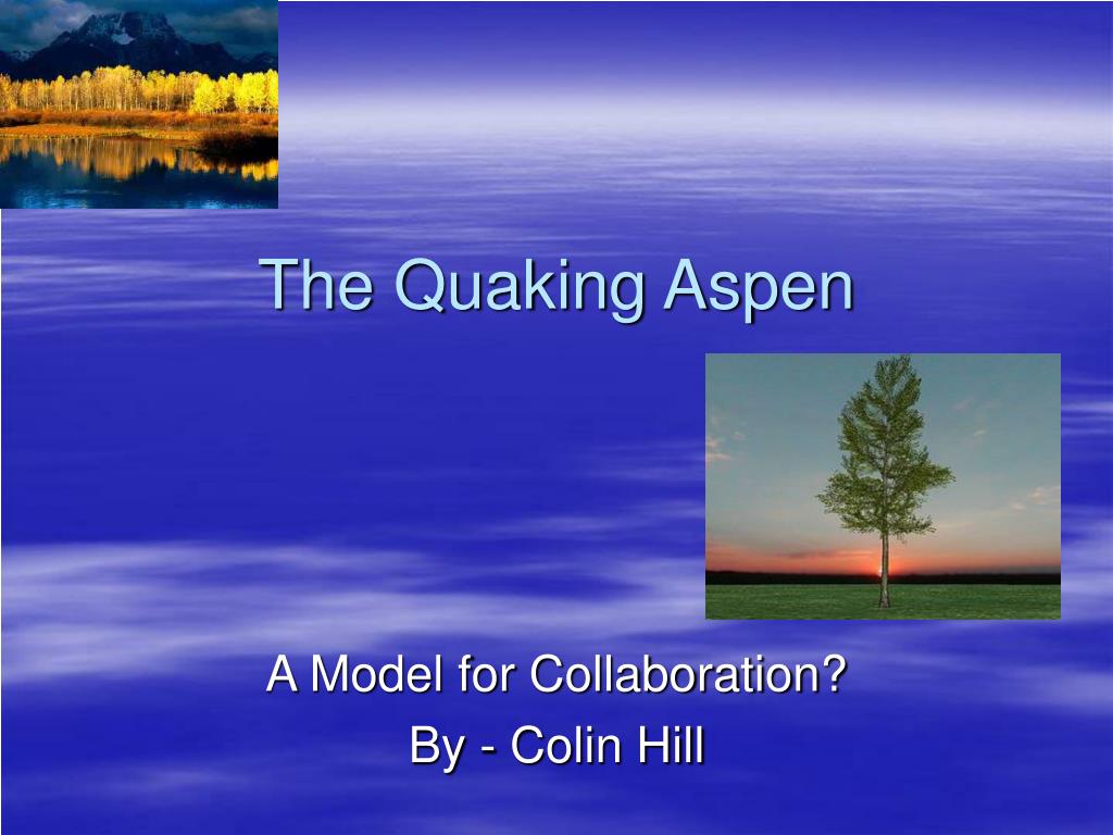 PPT - The Quaking Aspen PowerPoint Presentation, free download - ID:1080403