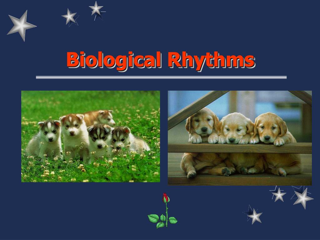 PPT - Biological Rhythms PowerPoint Presentation, free download - ID:108152