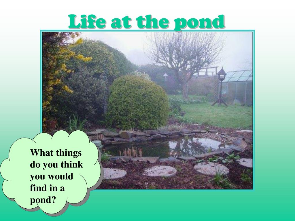 PPT - Life at the pond PowerPoint Presentation, free download - ID:108354