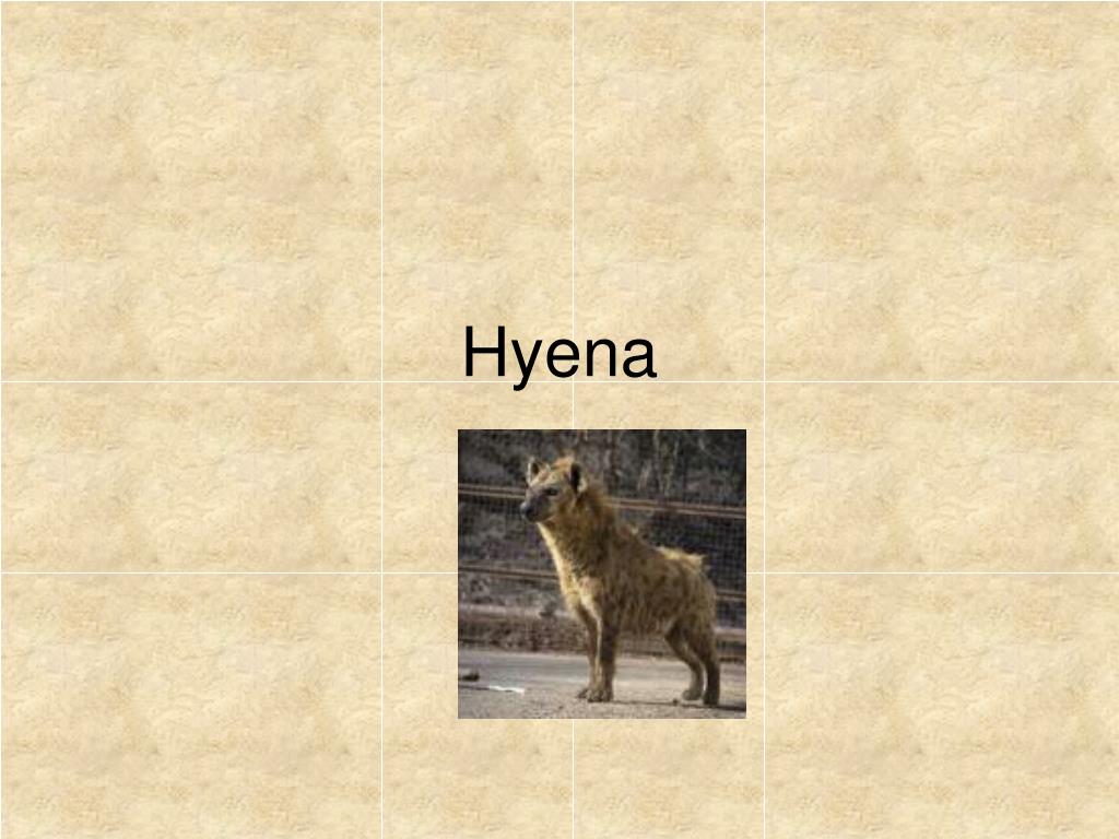PPT - Hyena PowerPoint Presentation, free download - ID:108496