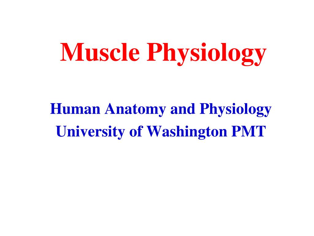 PPT - Muscle Physiology PowerPoint Presentation, free download - ID:1091592