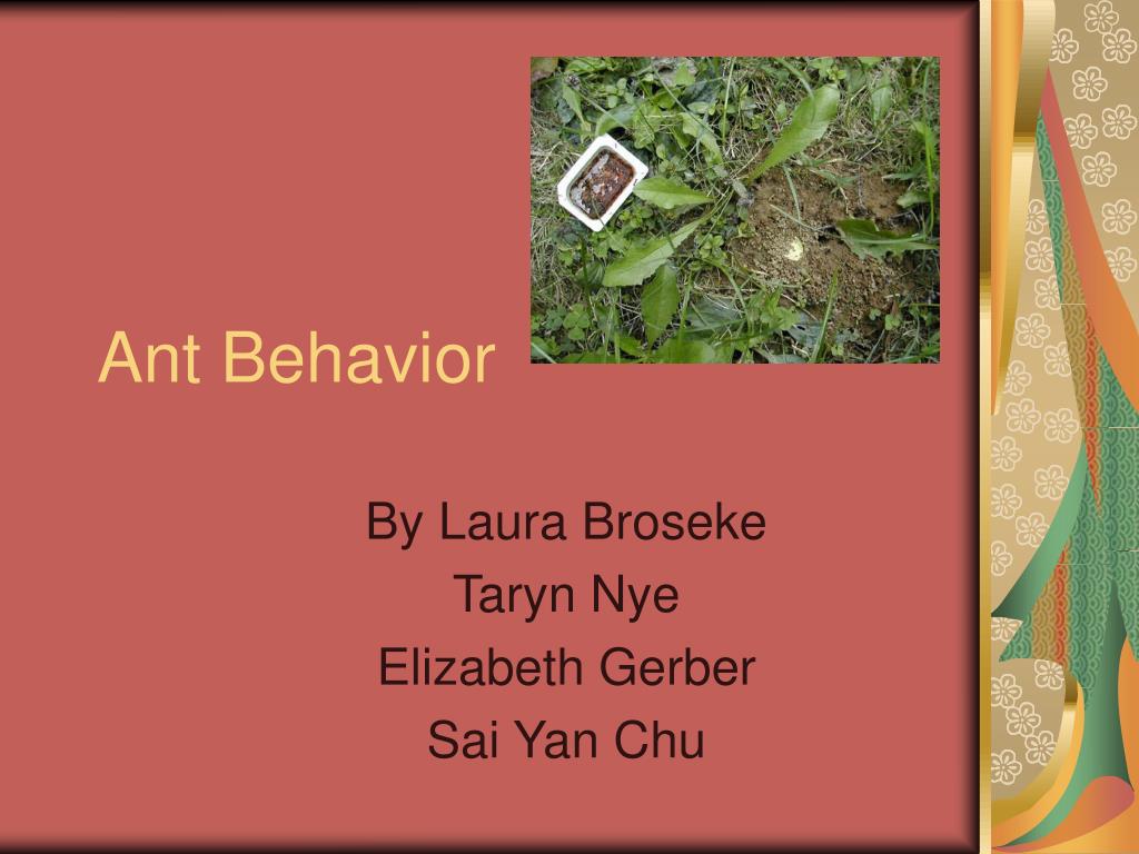 PPT - Ant Behavior PowerPoint Presentation, free download - ID:1091817