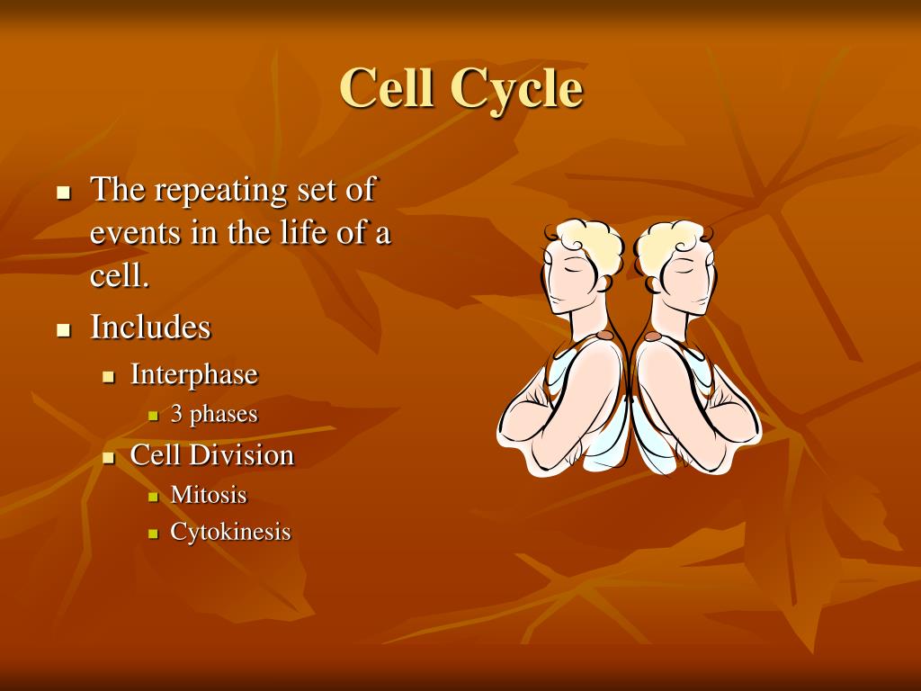 PPT - Cell Cycle PowerPoint Presentation, free download - ID:1092186