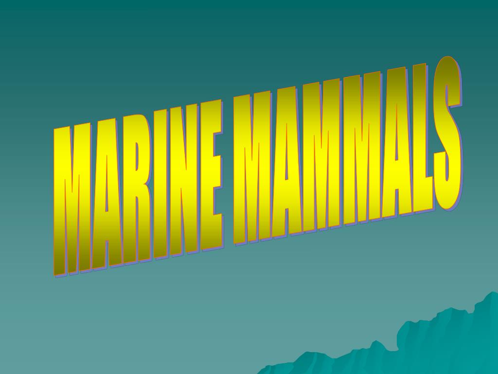 PPT - MARINE MAMMALS PowerPoint Presentation, free download - ID:109997