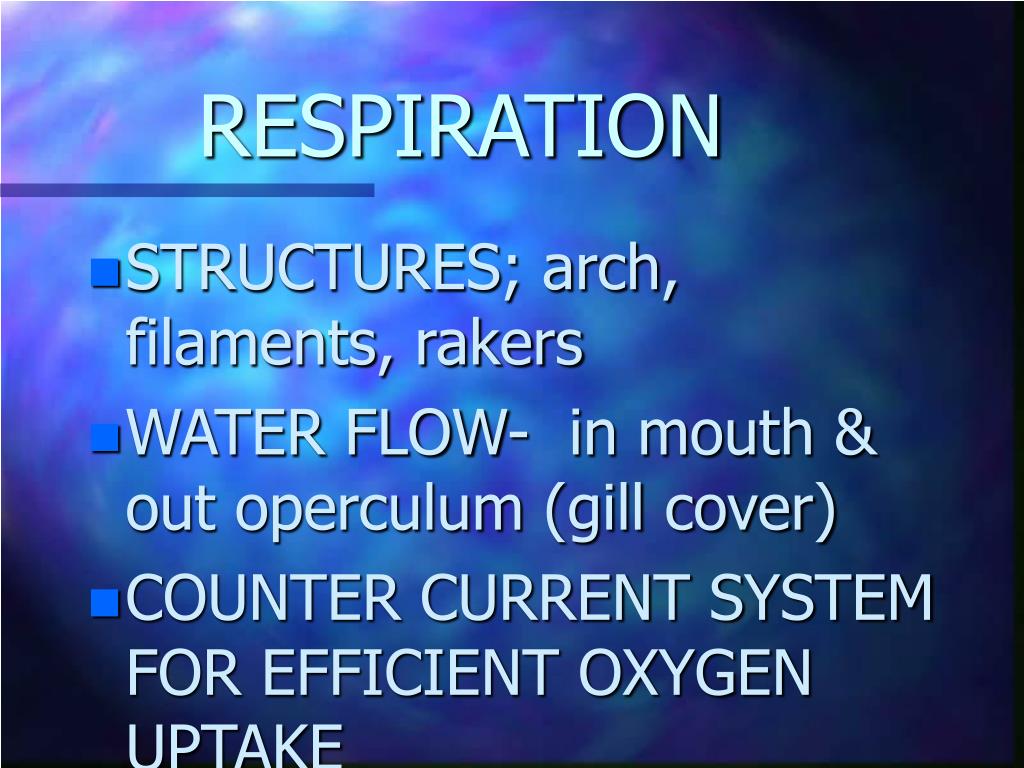 PPT - RESPIRATION PowerPoint Presentation, free download - ID:1102897