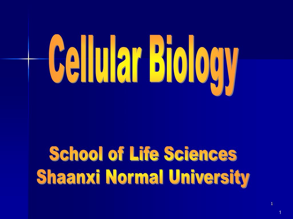 PPT - Cellular Biology PowerPoint Presentation, free download - ID:1103246