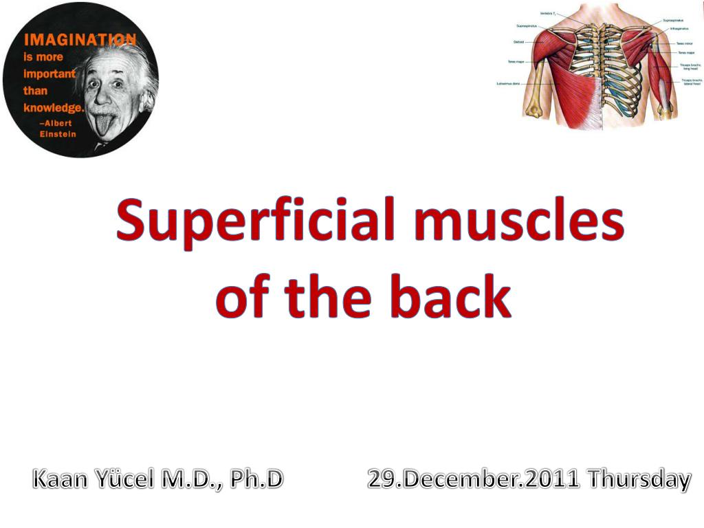 PPT - Superficial muscles of the back PowerPoint Presentation, free ...