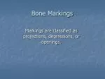PPT - Bone Markings PowerPoint Presentation, free download - ID:3346559
