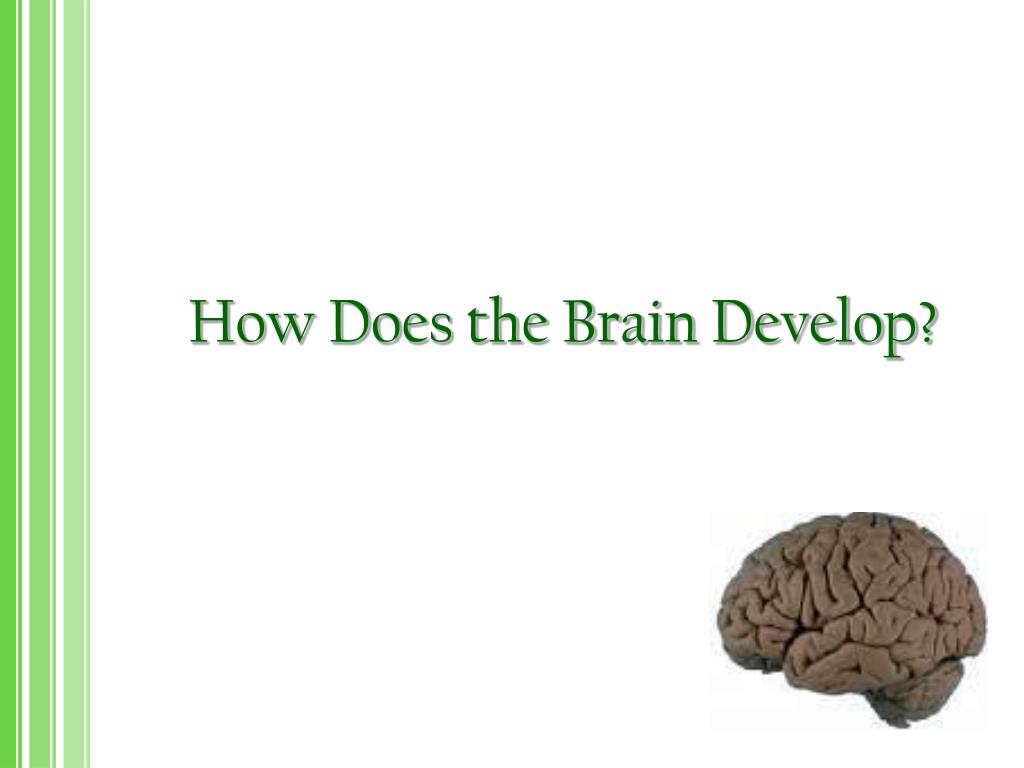 PPT - How Does the Brain Develop? PowerPoint Presentation, free ...