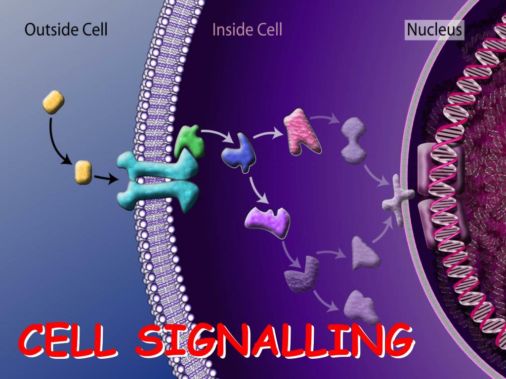 PPT - CELL SIGNALLING PowerPoint Presentation, free download - ID:1110445