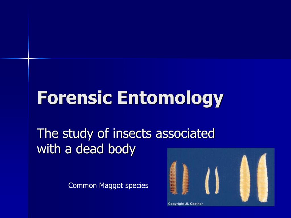 PPT - Forensic Entomology PowerPoint Presentation, free download - ID ...