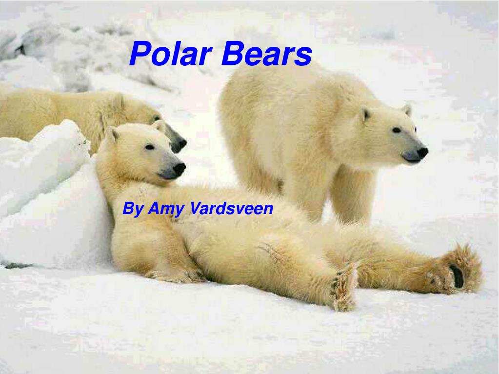 PPT - Polar bears PowerPoint Presentation, free download - ID:1111606