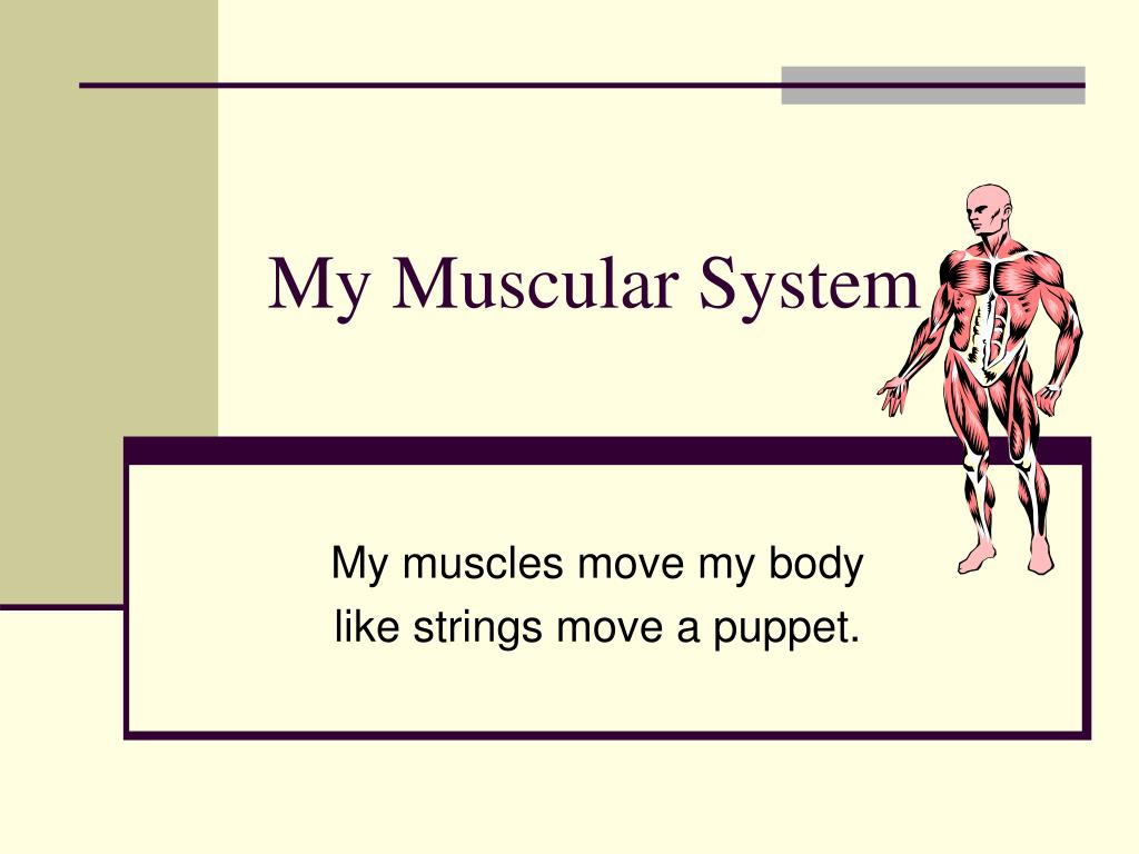 PPT - My Muscular System PowerPoint Presentation, free download - ID ...