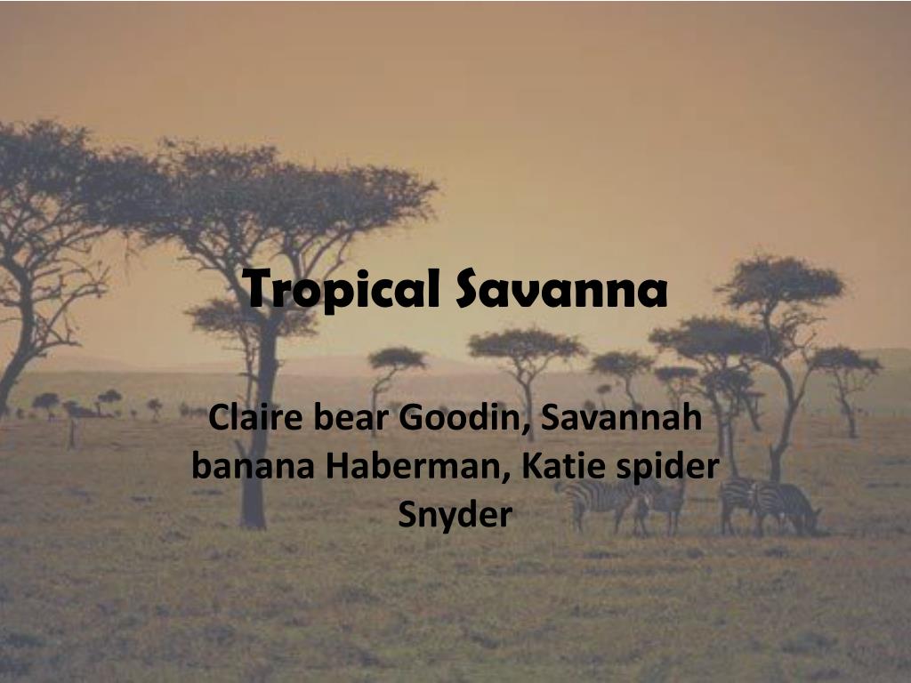 PPT - Tropical Savanna PowerPoint Presentation, free download - ID:1118060