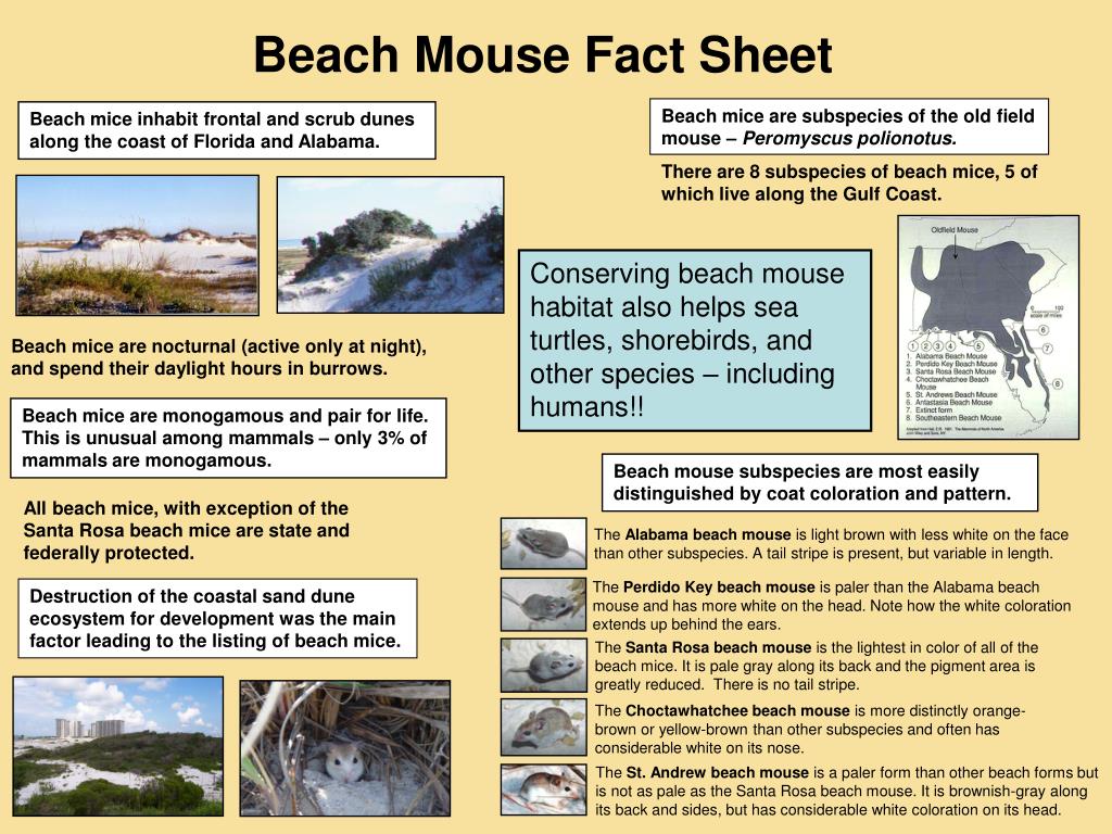 PPT - Beach Mouse Fact Sheet PowerPoint Presentation, free download ...