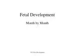 PPT - FETAL DEVELOPMENT PowerPoint Presentation, free download - ID:3552991