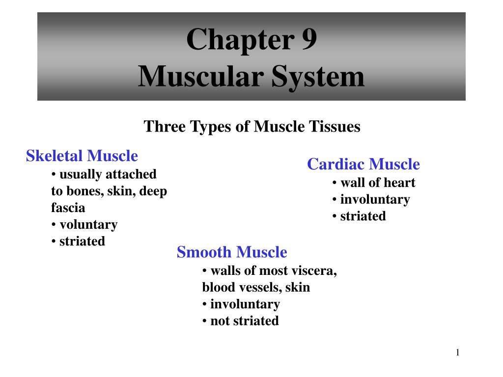 PPT - Chapter 9 Muscular System PowerPoint Presentation, free download ...