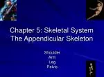 PPT - Chapter 5 The Skeletal System PowerPoint Presentation, free ...