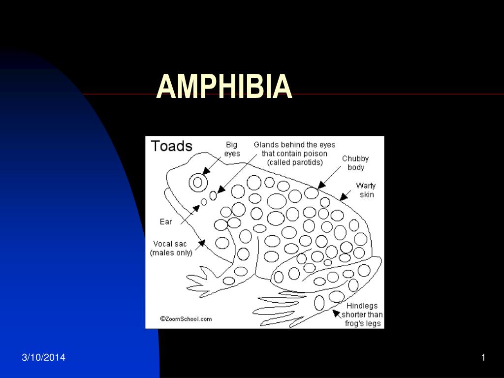 PPT - AMPHIBIA PowerPoint Presentation, free download - ID:112874