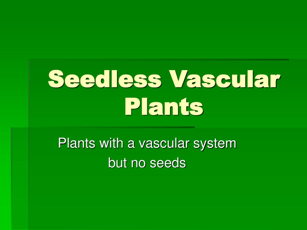 PPT - Seedless Vascular Plants PowerPoint Presentation, free download ...